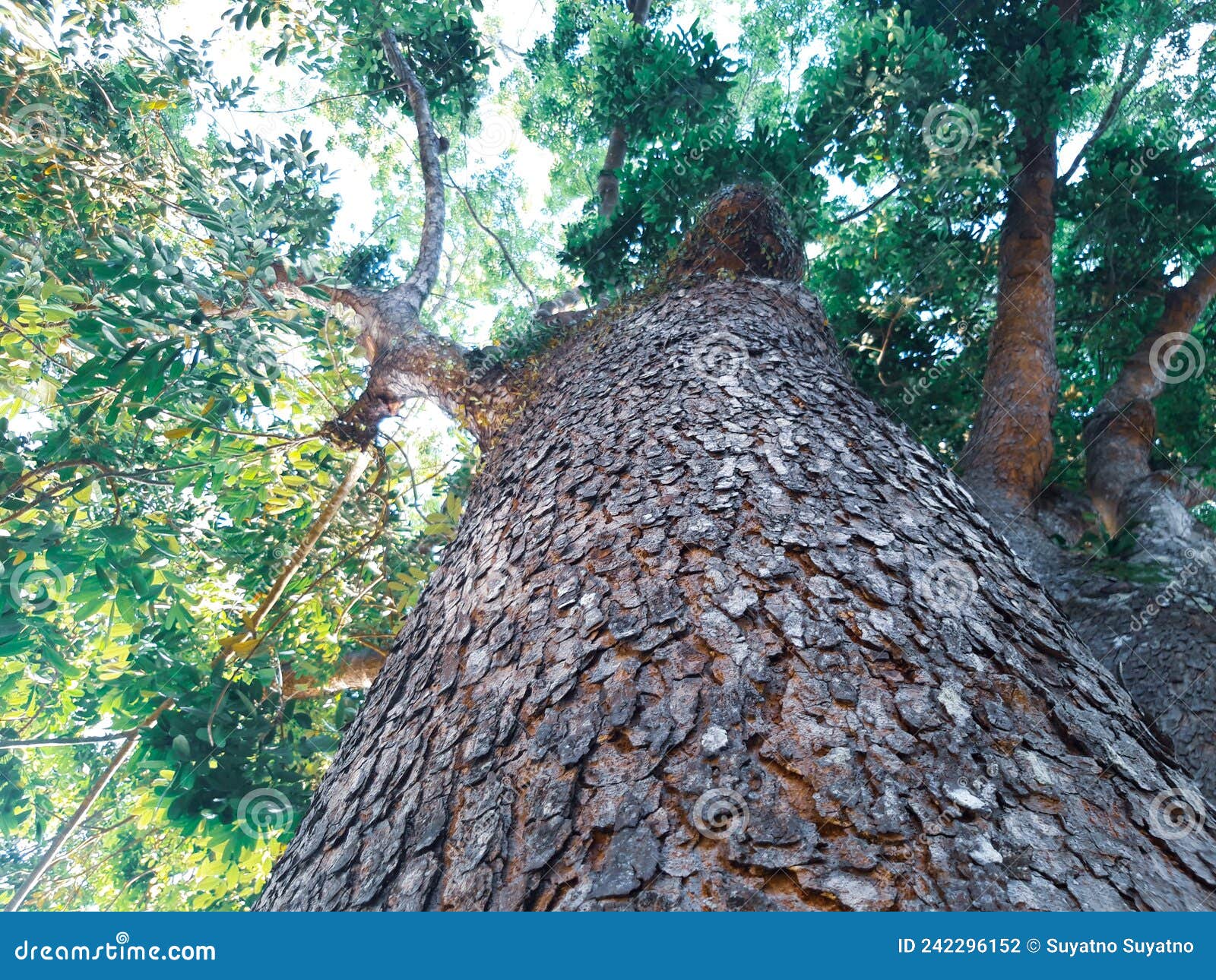 Big tree in the forest stock photo. Image of deciduous - 242296152