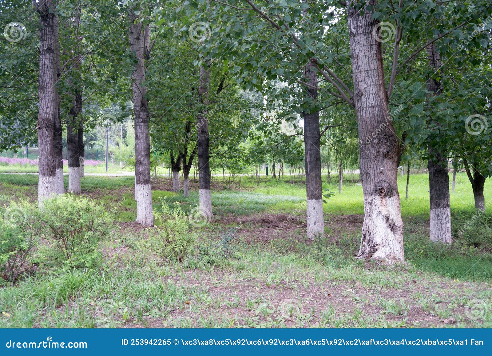 Big tree in the forest stock image. Image of life, forest - 253942265