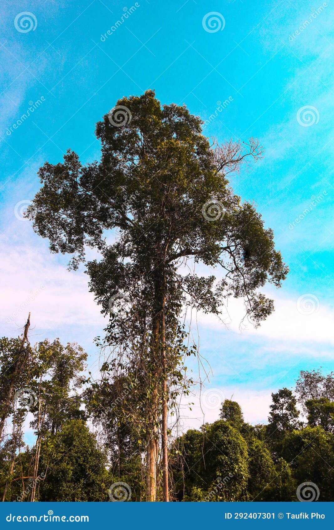 Big Tree in Forest stock image. Image of meadow, branch - 292407301