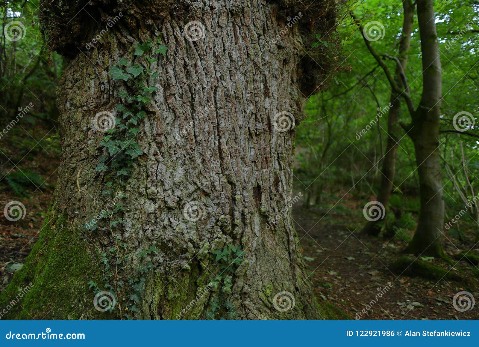 Big tree in the forest stock photo. Image of gate, coast - 122921986