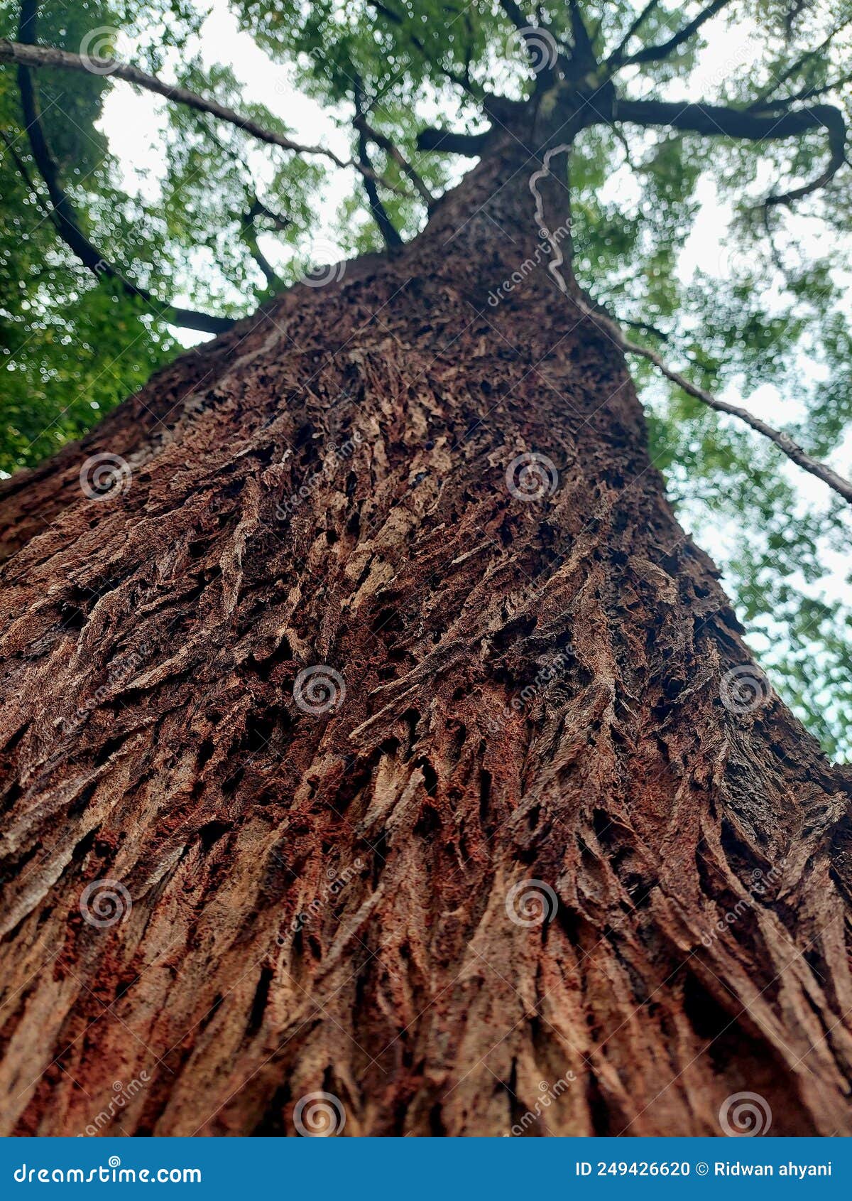 The BIG TREE in the FOREST stock photo. Image of nature - 249426620