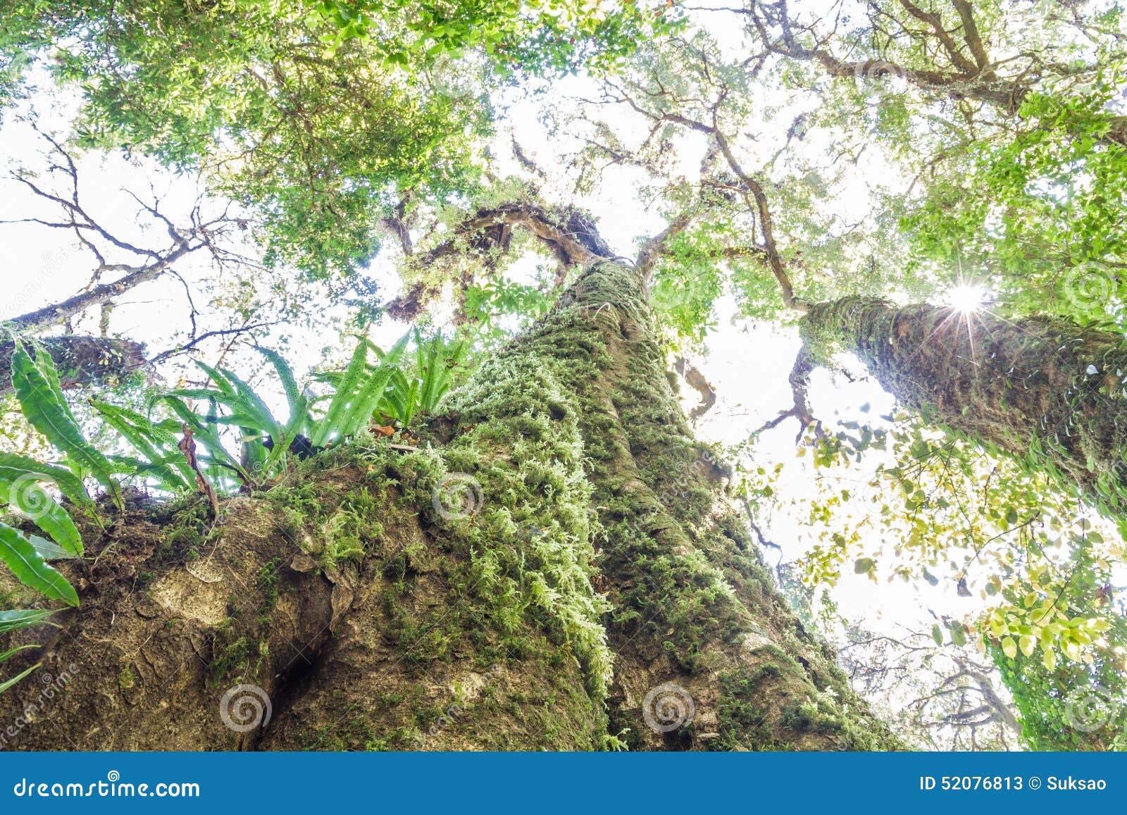 The Big Tree stock image. Image of summer, spring, bright - 52076813