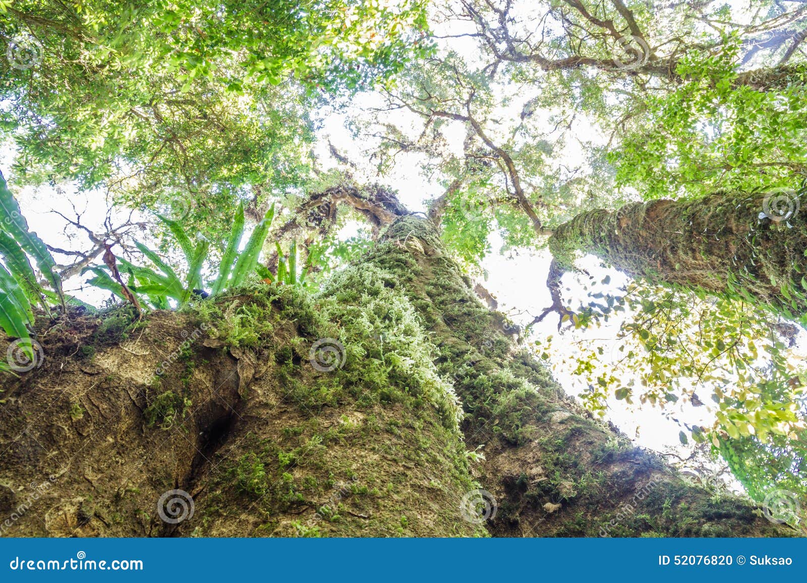 The Big Tree stock photo. Image of light, summer, branch - 52076820