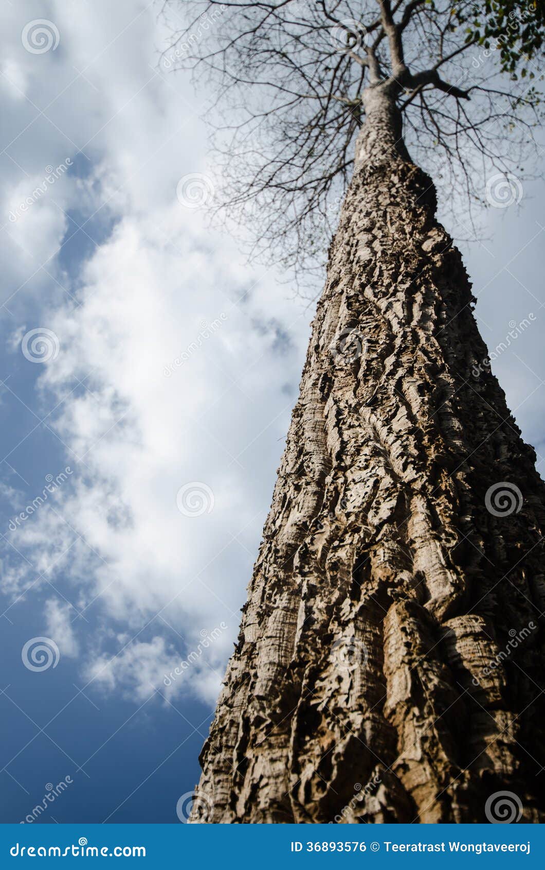 Big Tree in the Forest Closeup Stock Photo - Image of growth ...