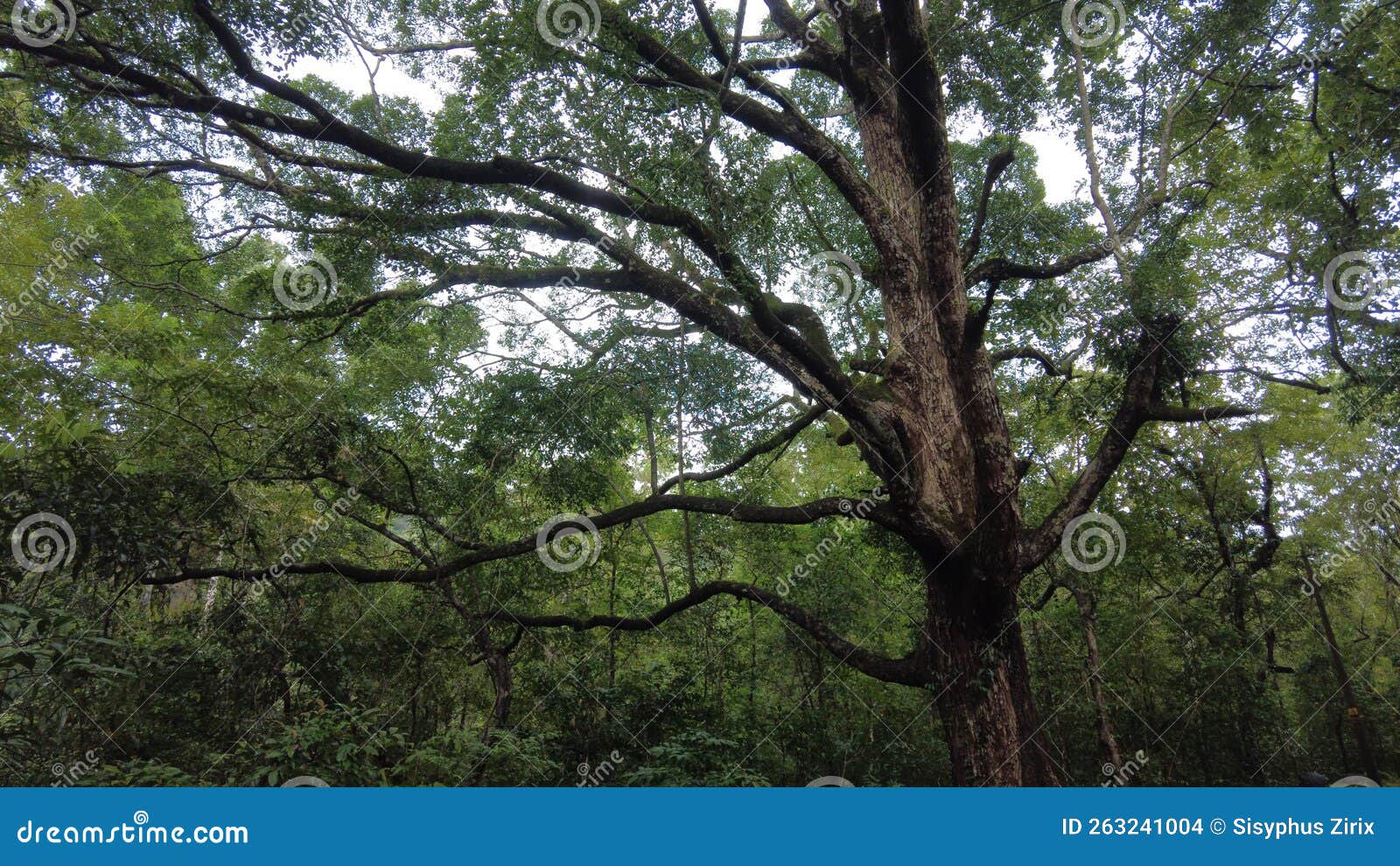 Big Tree in the Forest, Dense Forest Stock Photo - Image of flower ...