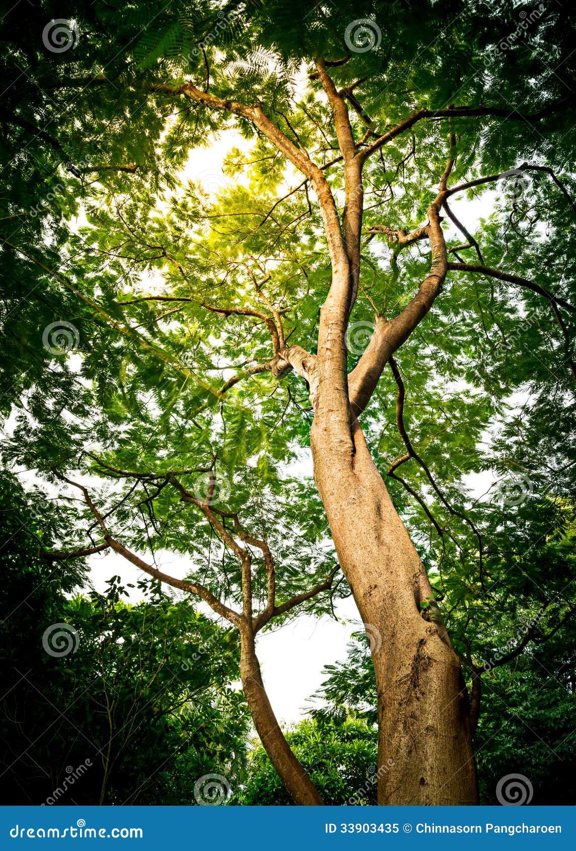 Big Tree in Forest stock image. Image of landscape, branchy - 33903435