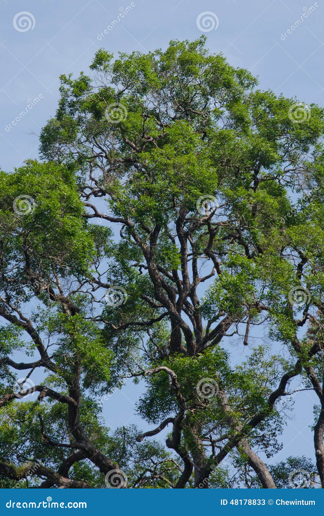 Big tree in forest stock image. Image of abstract, growth - 48178833