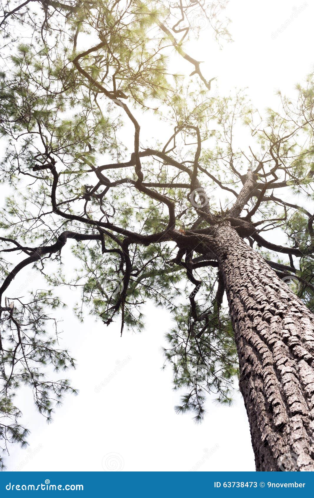 Big Tree in the Forest with Isolated Background Stock Image - Image of ...