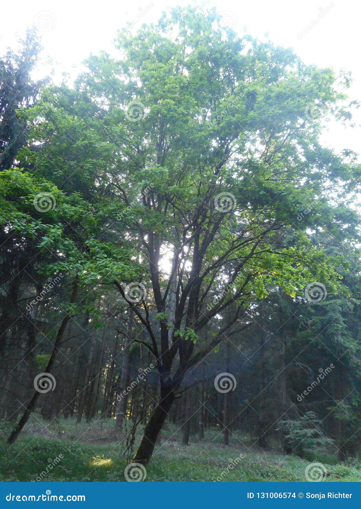 Big Tree with Leaves in the Forest Stock Photo - Image of spring, leaf ...
