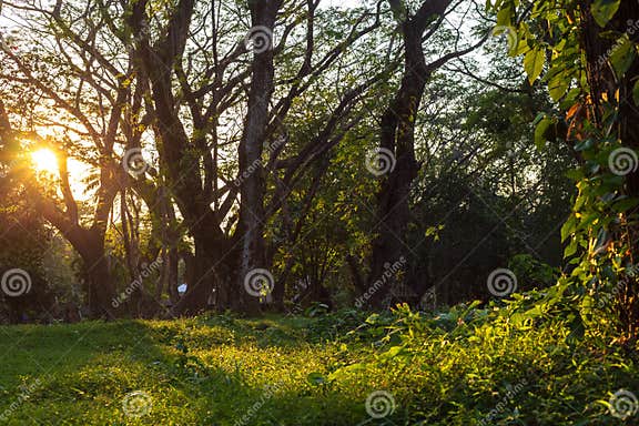 Big Tree in the Forest with Light and Shadow. Natural Background ...