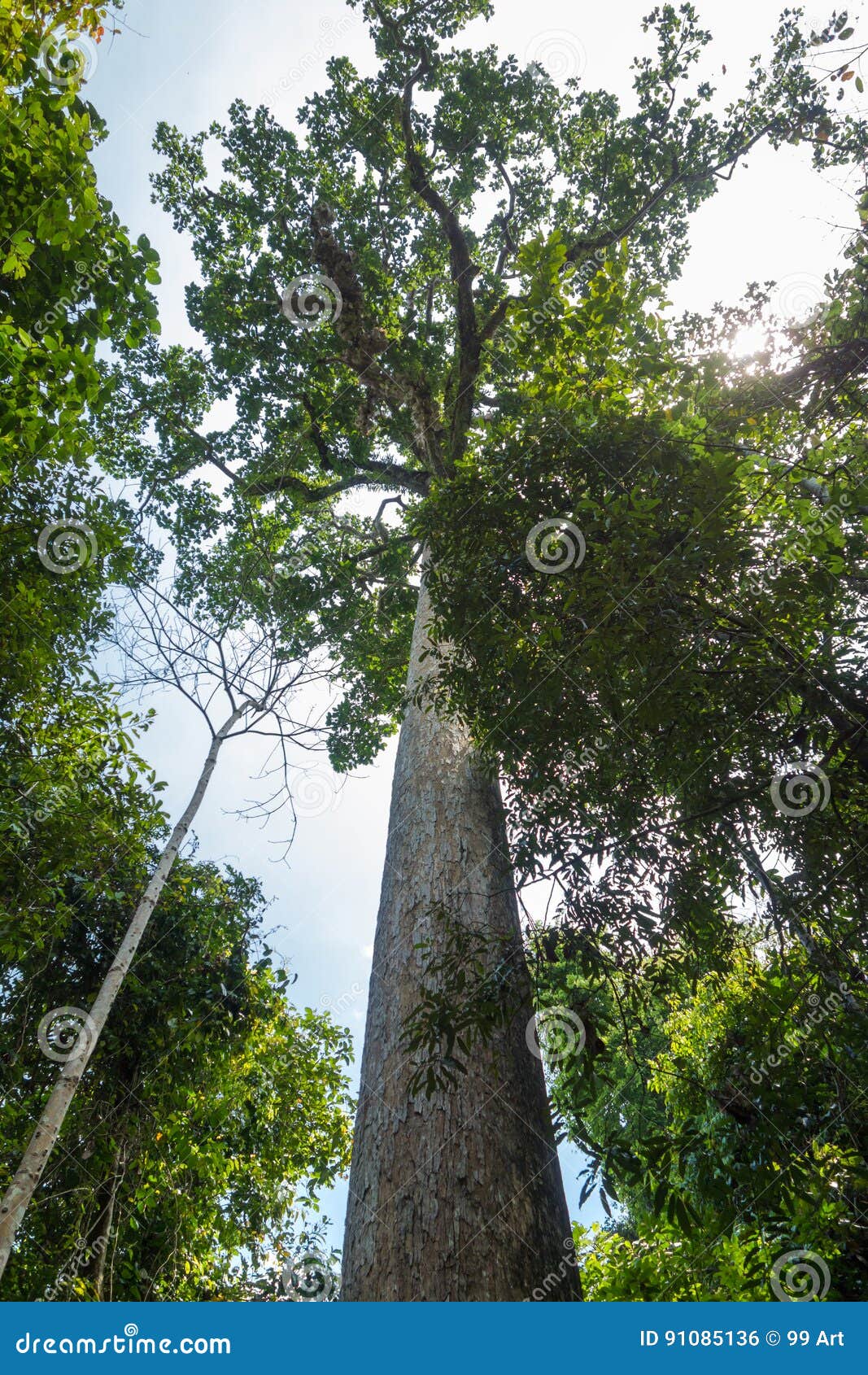 Big Tree In Forest. Nature Green Background. Stock Photo - Image of ...