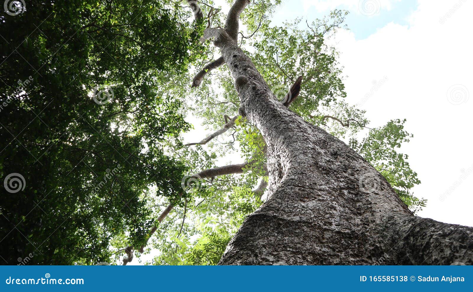 Big Tree in a Forest. Original Footage Stock Photo - Image of tree ...
