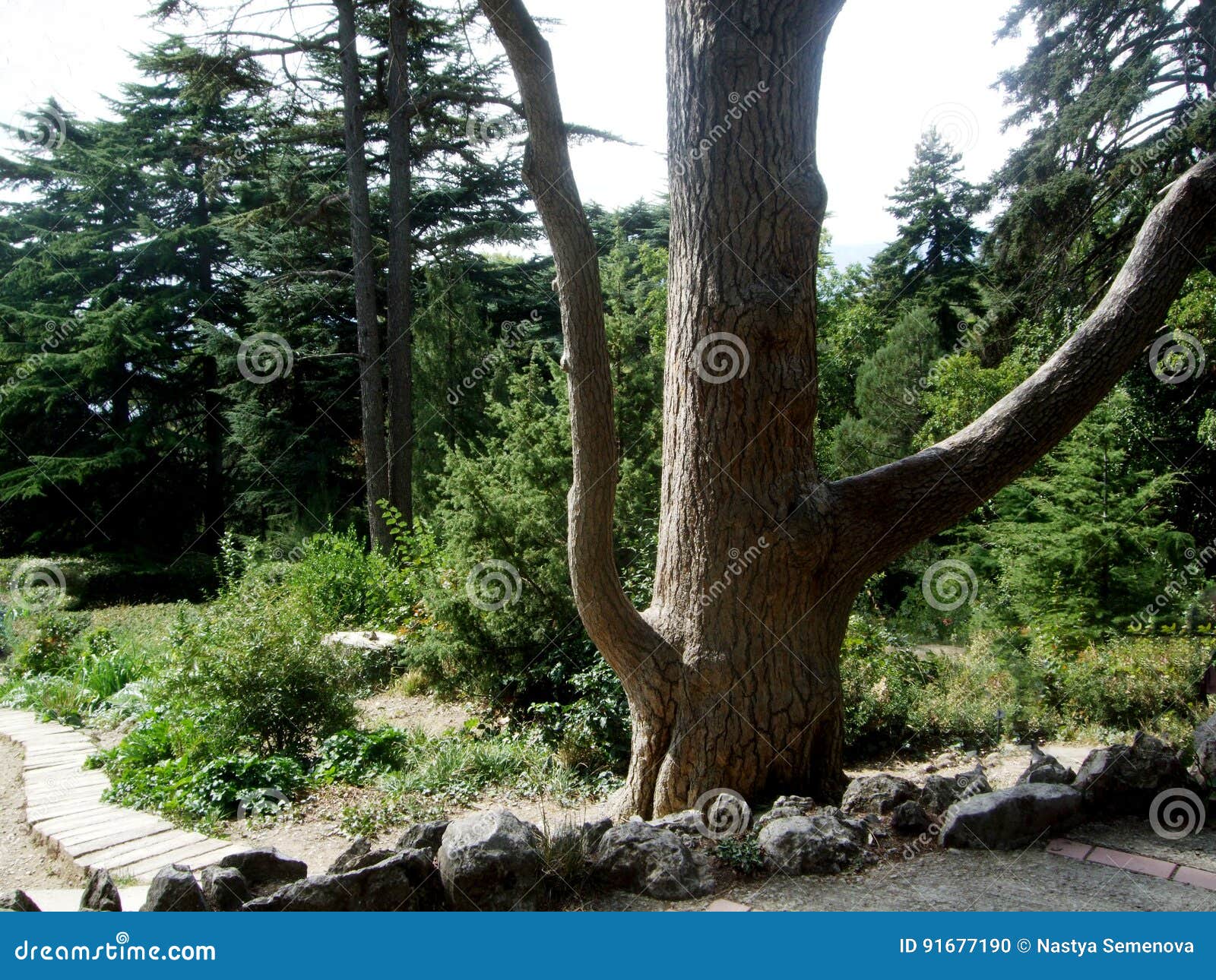 Big Tree in the Forest and Park Stock Photo - Image of recreation ...