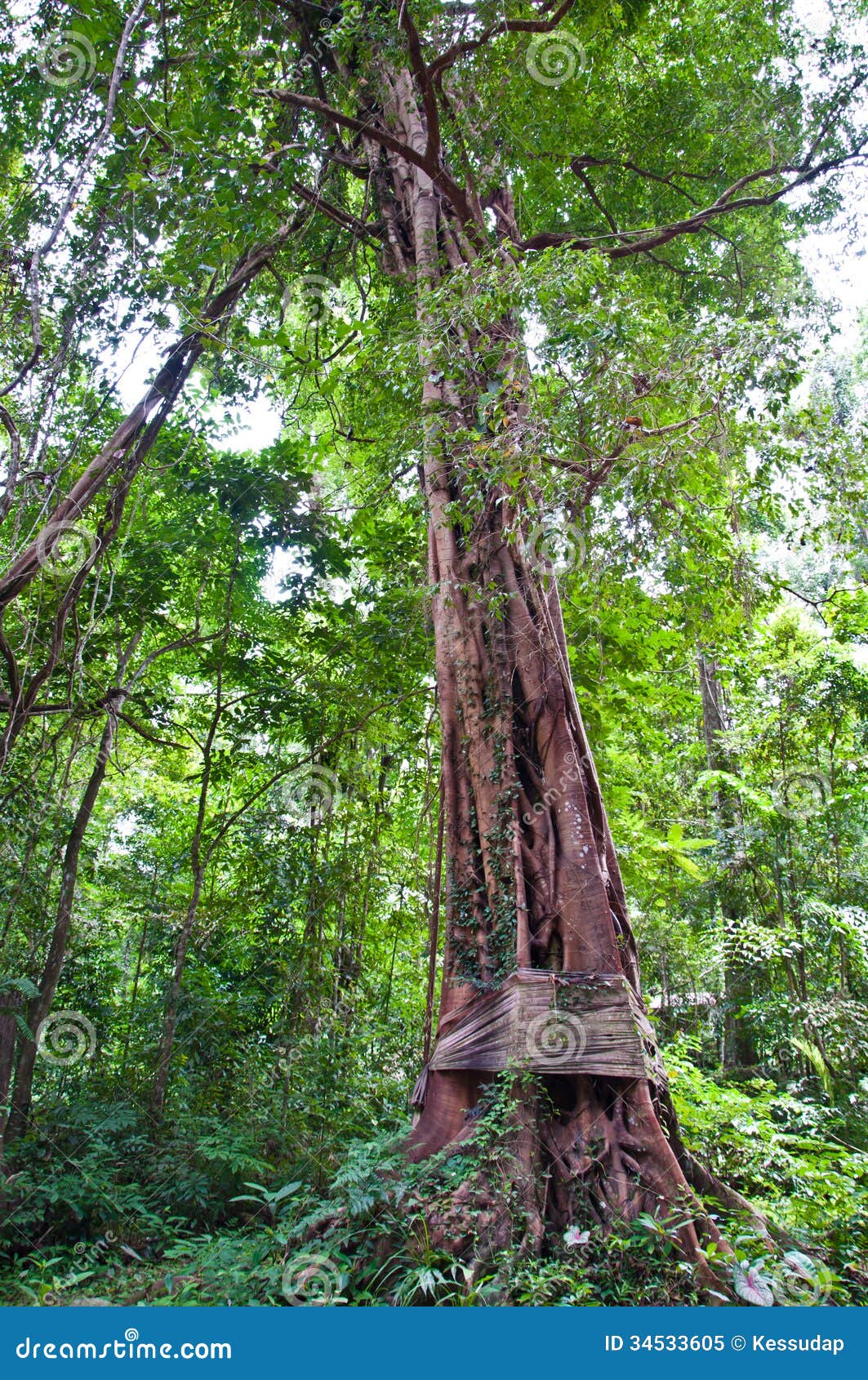 The big tree in the forest stock image. Image of tree - 34533605