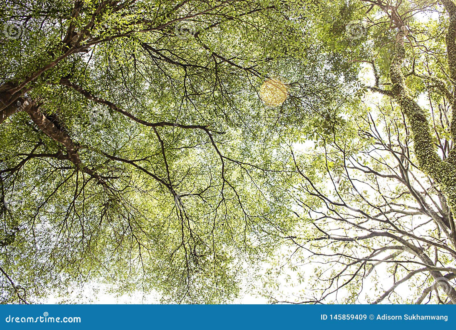 Big Tree in Forest, Sky Background Stock Image - Image of leaves ...