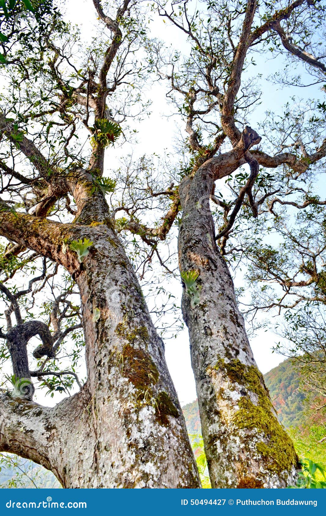 Big Tree in the Forest Thailand Stock Image - Image of environment ...