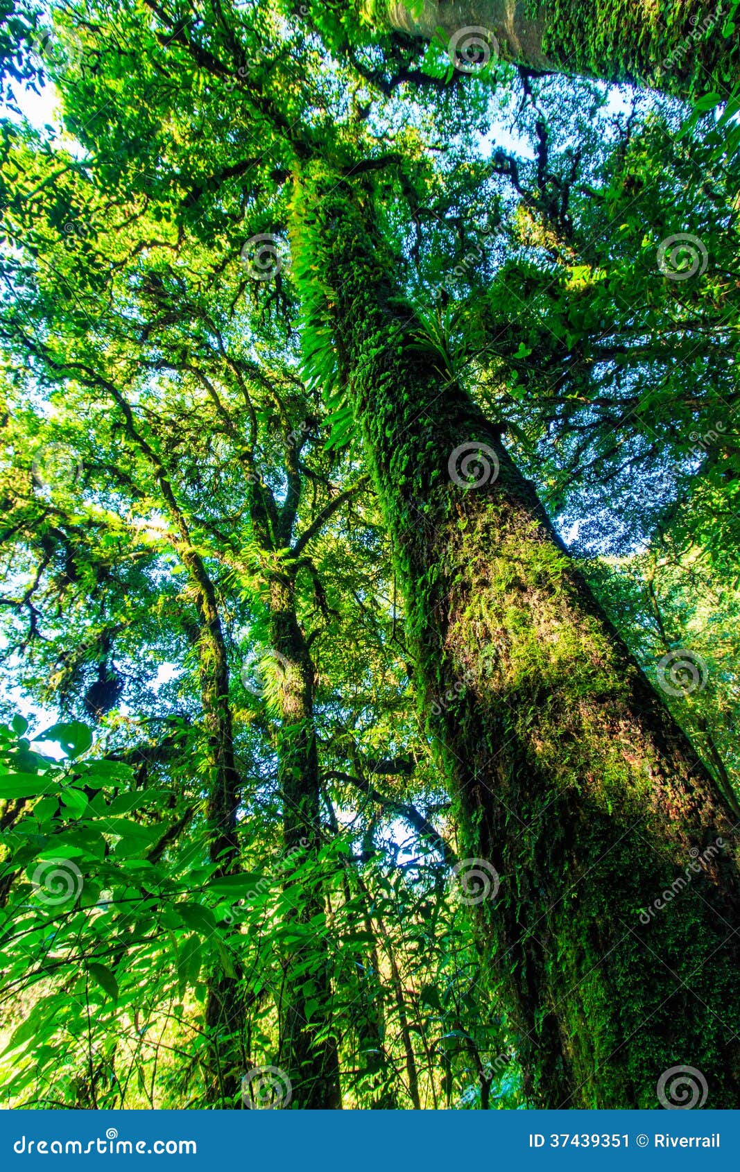 Big tree in the forest stock image. Image of park, details - 37439351