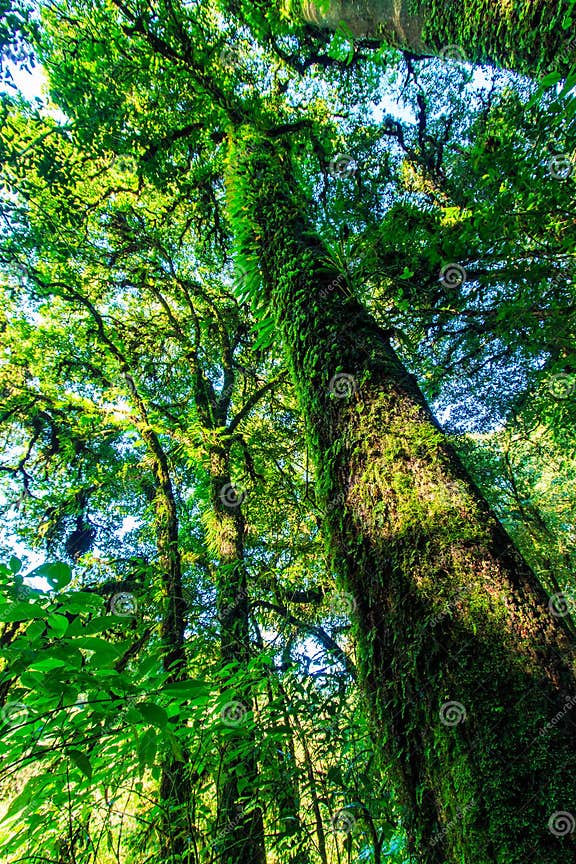 Big tree in the forest stock image. Image of park, details - 37439351
