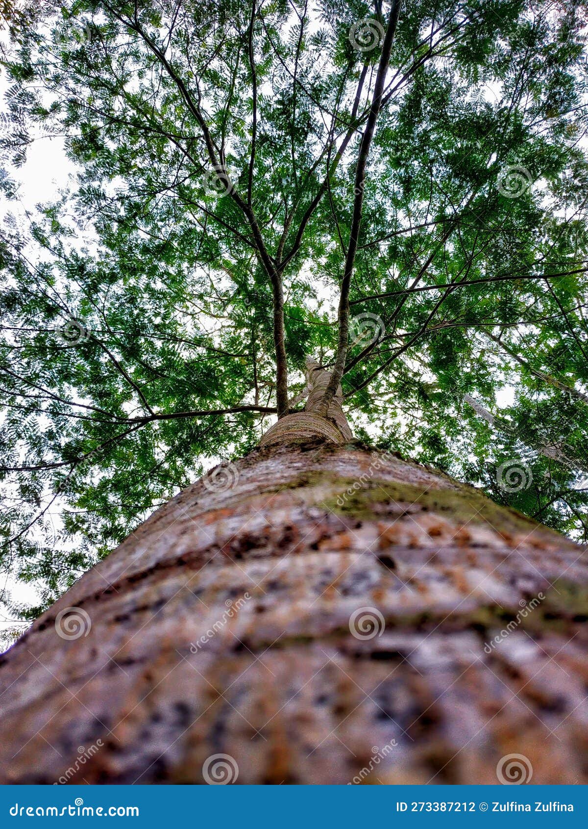 Big Tree in the Forest Under the Afternoon Sun Stock Photo - Image of ...