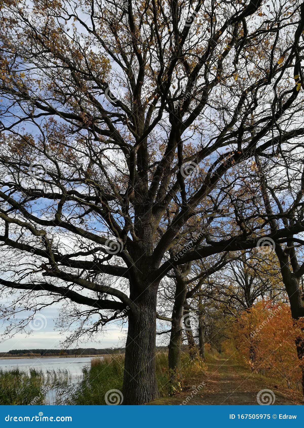 Wild path - fall stock image. Image of water, tree, lake - 167505975