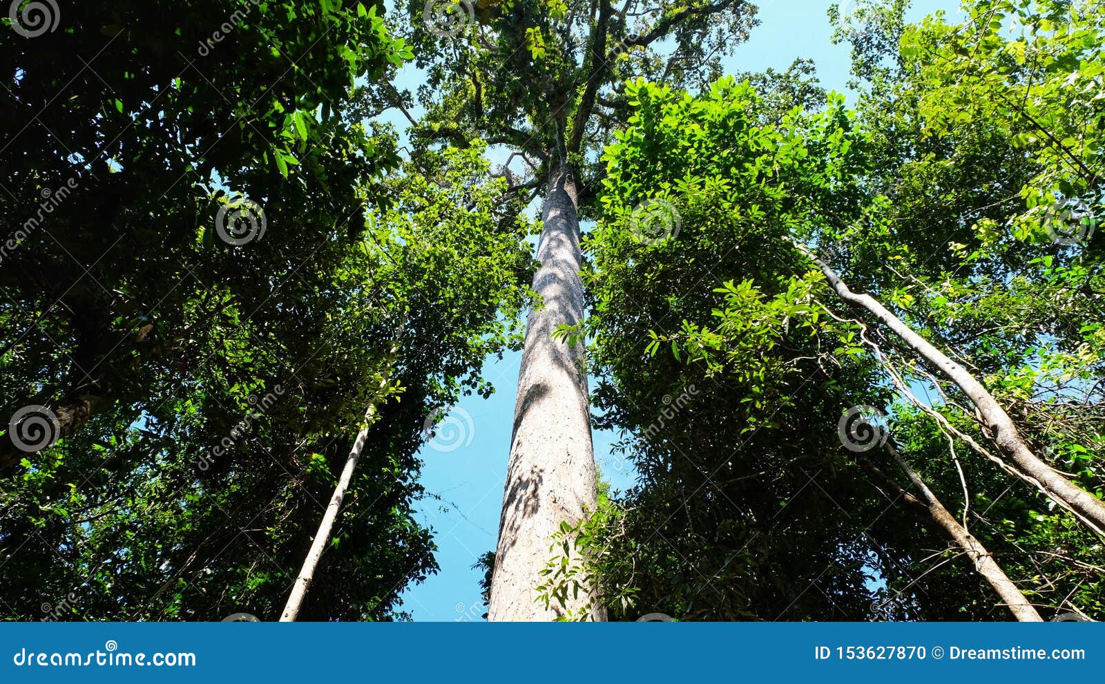 Big tree in the forest stock photo. Image of plentifully - 153627870