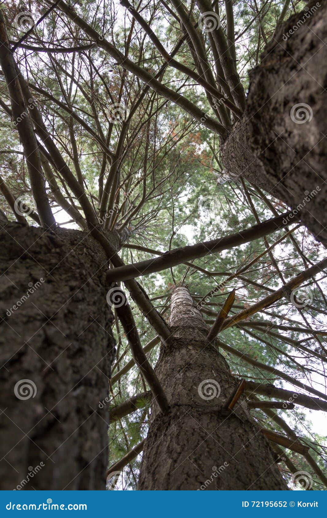 The big tree in the forest stock photo. Image of backgrounds - 72195652