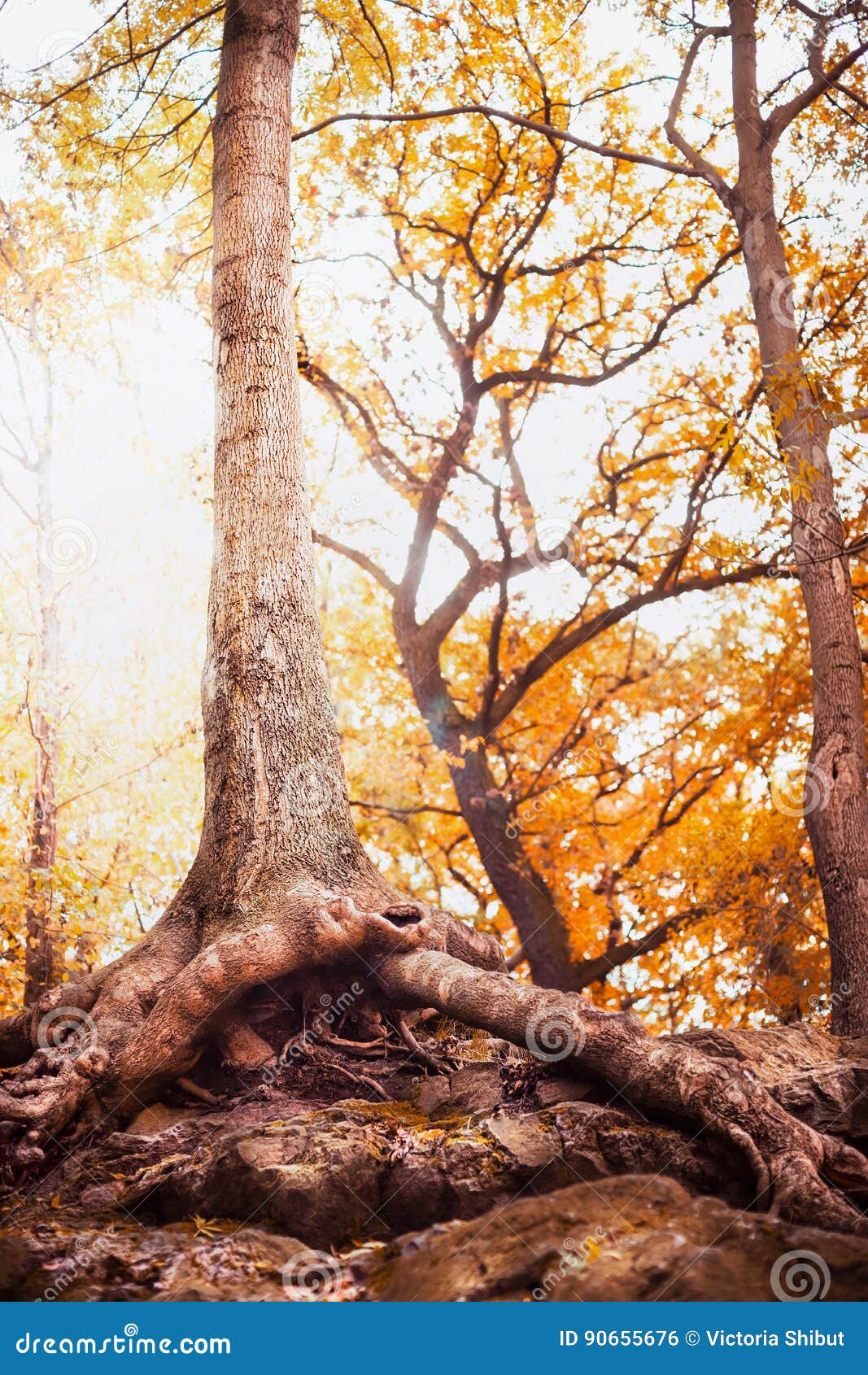 Big Tree with Free Open Roots in Autumn Park Stock Photo - Image of ...