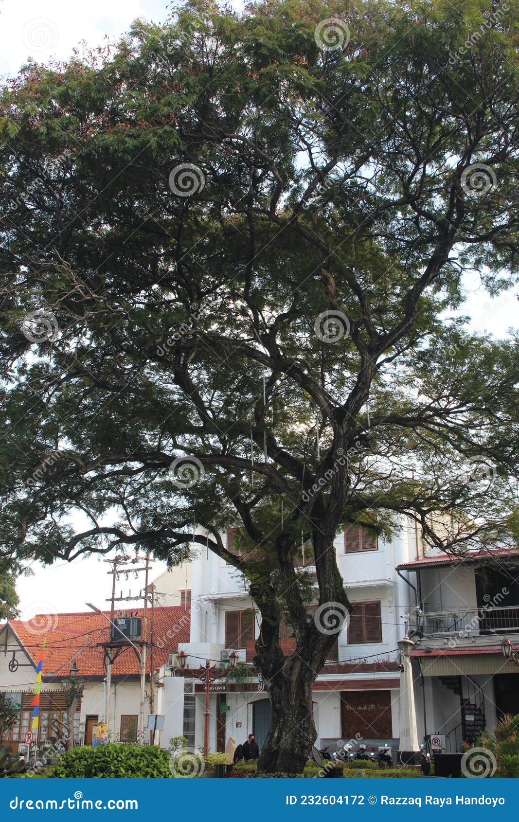Big Tree in Front of the Building Stock Photo - Image of background ...