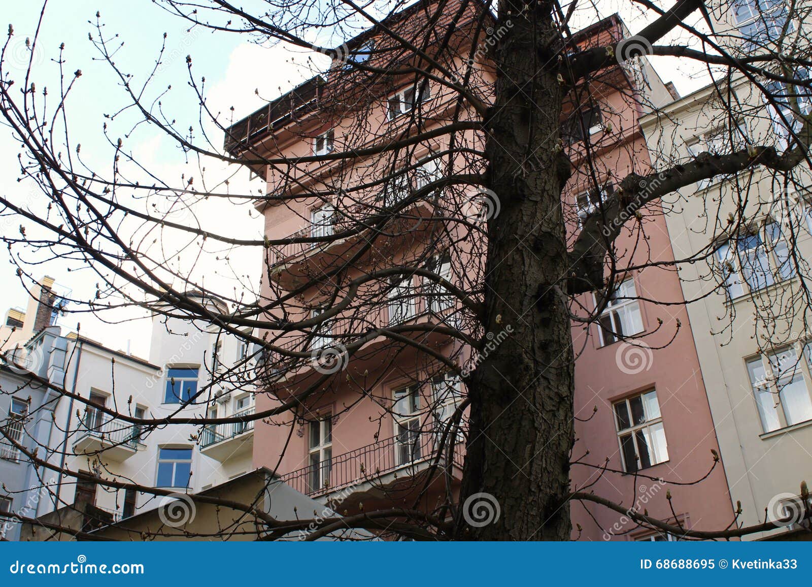 Big Tree in Front of the Buildings Stock Image - Image of long, urban ...