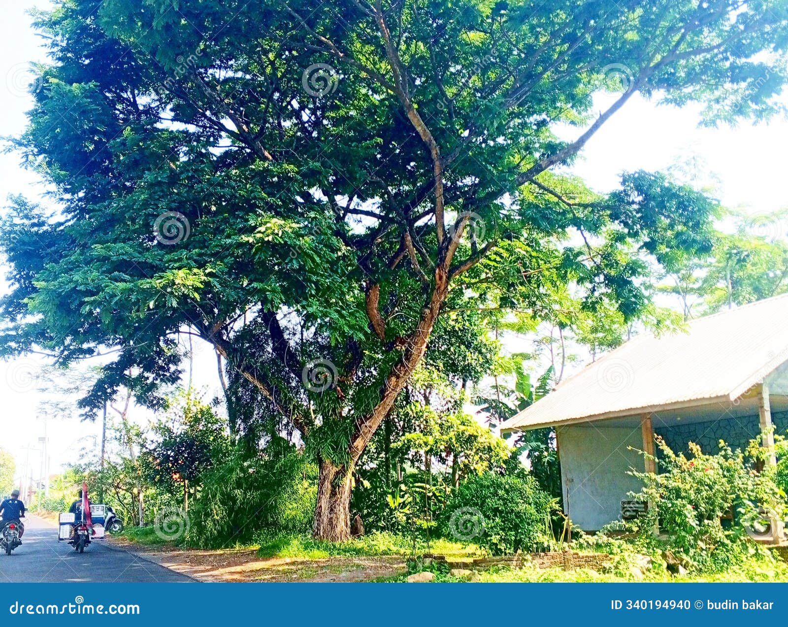 Big Tree in Front of the House?? Stock Photo - Image of peaceful, nice ...
