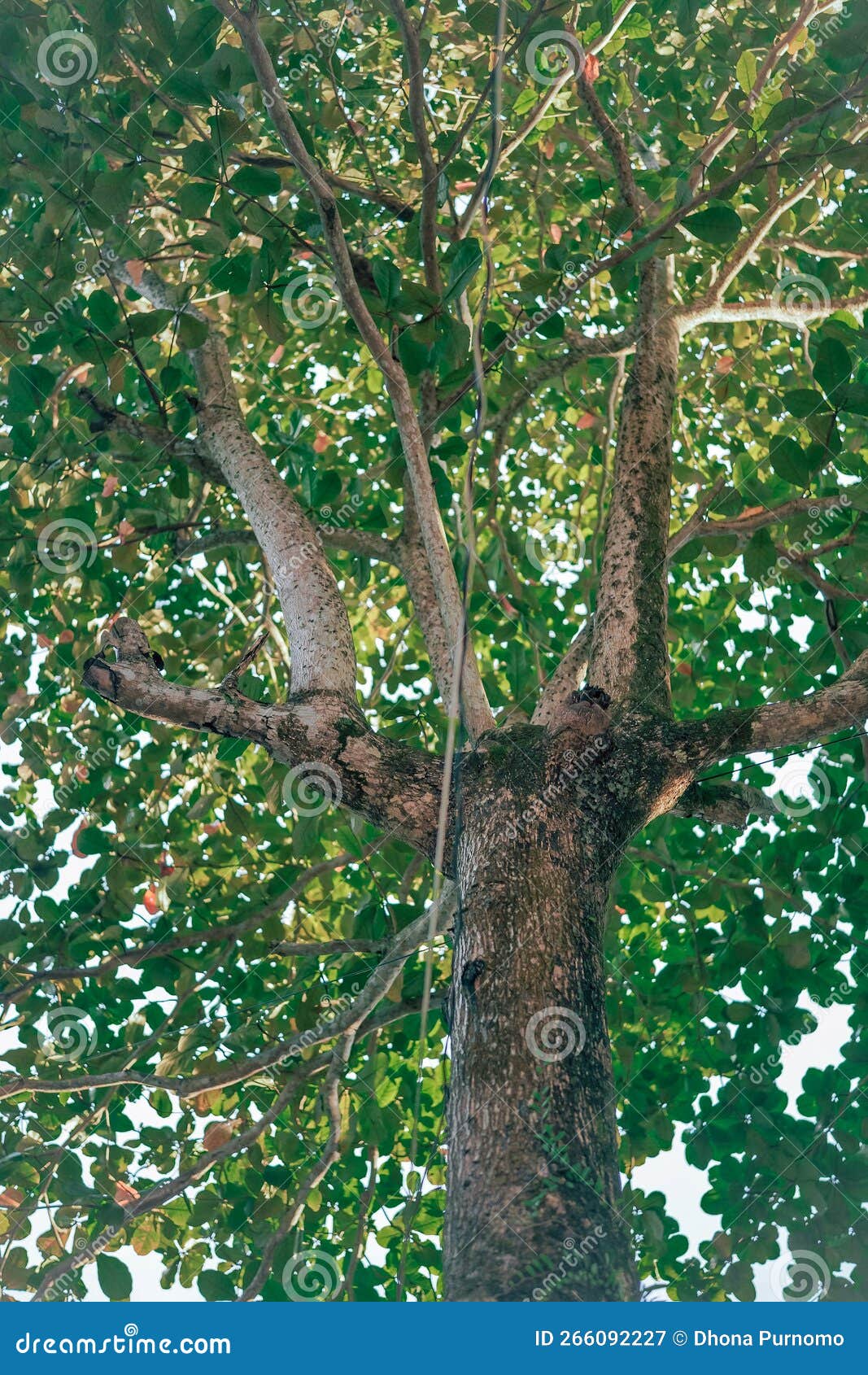 Big Tree in Front of the House on a Sunny Day. Stock Image - Image of ...