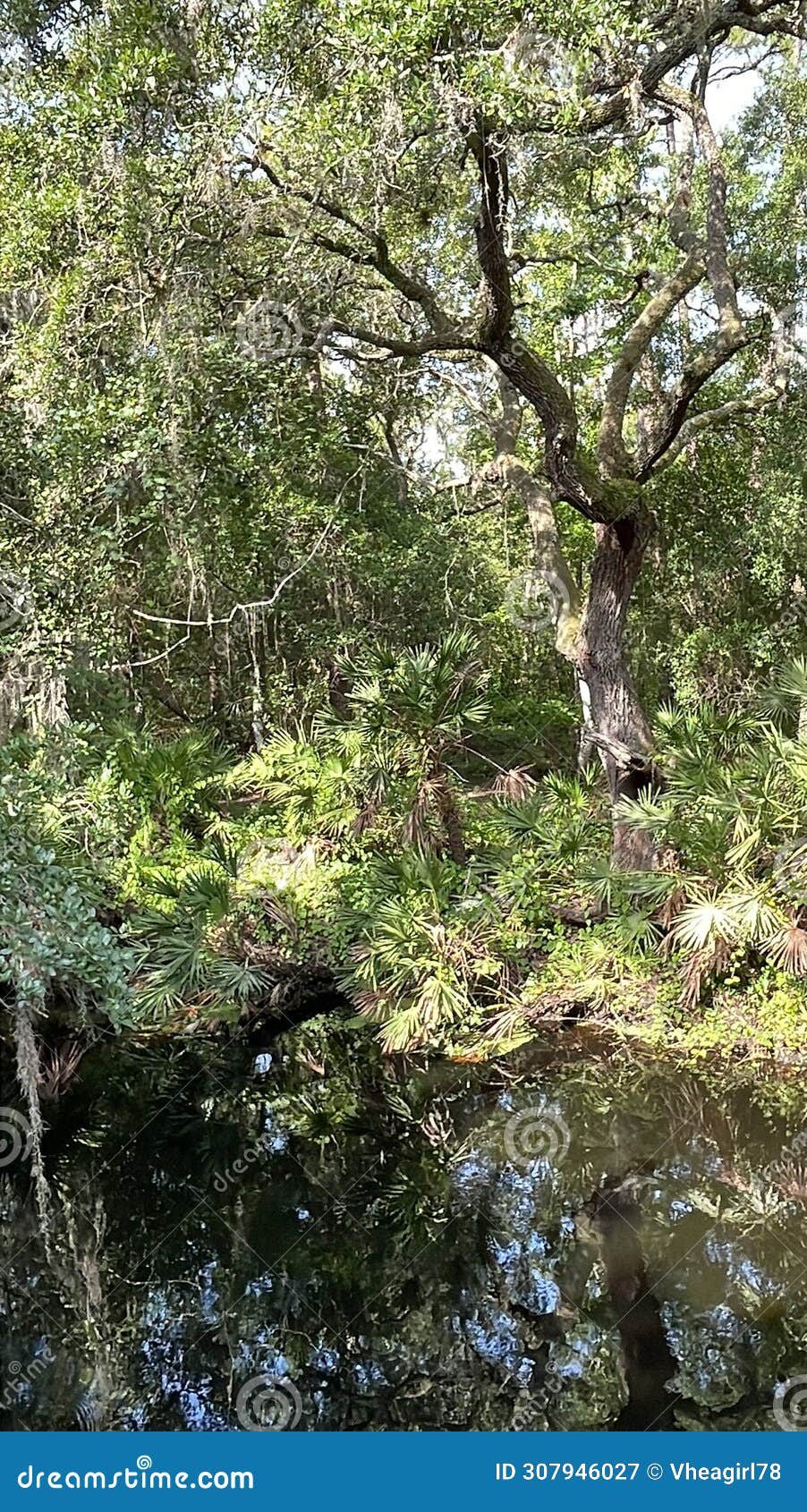 Big Tree in Front of the Lake Stock Image - Image of deciduous ...