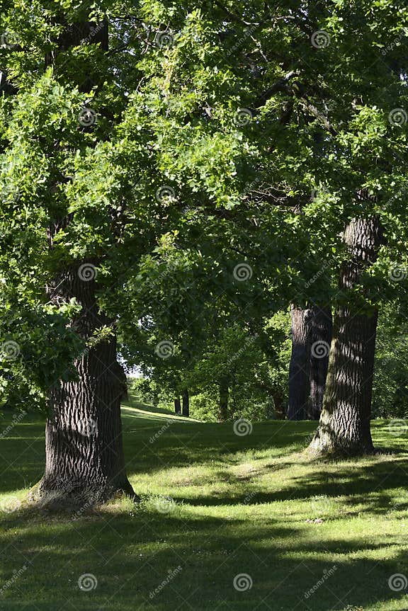 Big tree in the garden stock image. Image of lichen, environment - 64885737