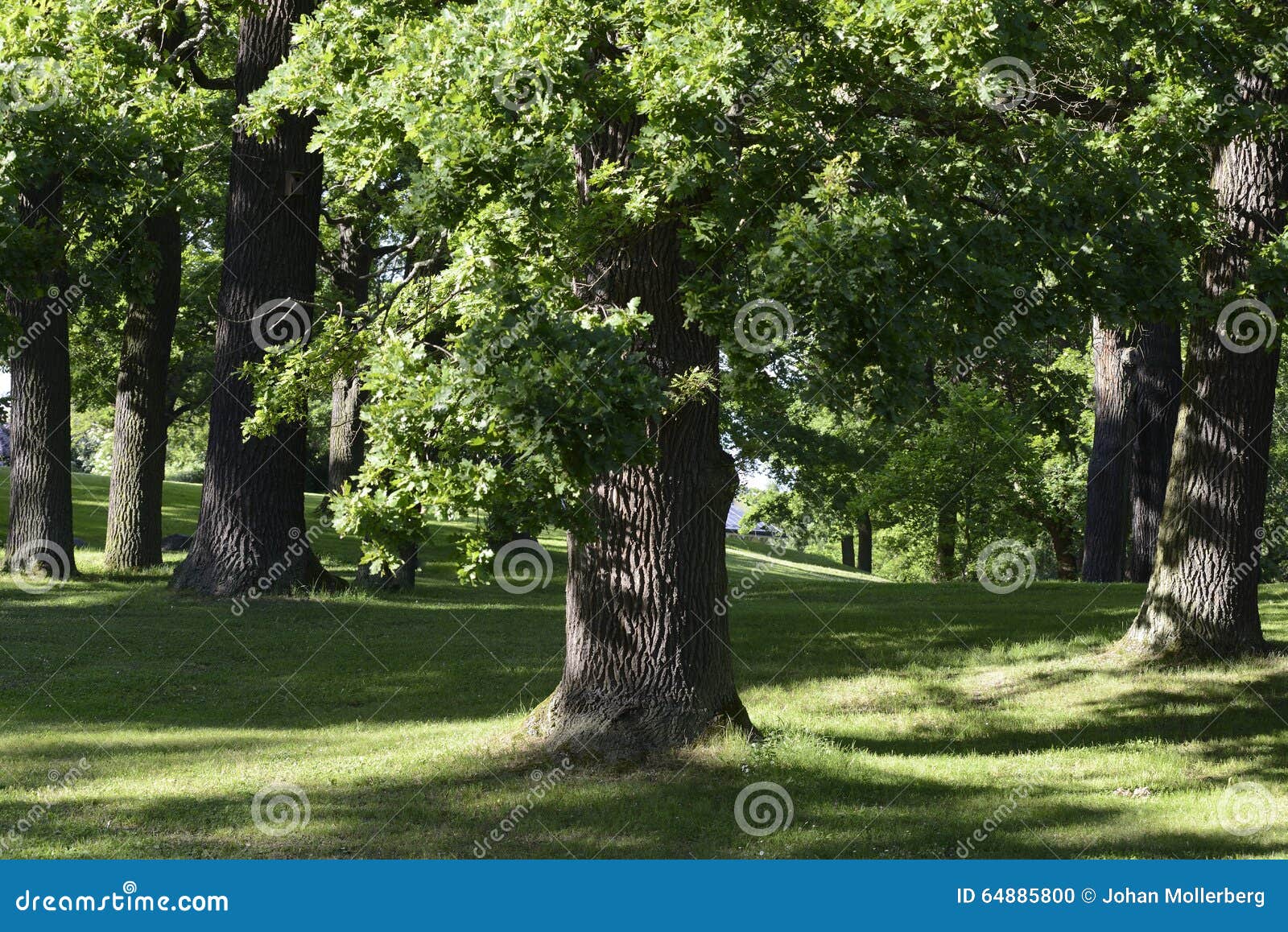 Big tree in the garden stock photo. Image of aging, lush - 64885800