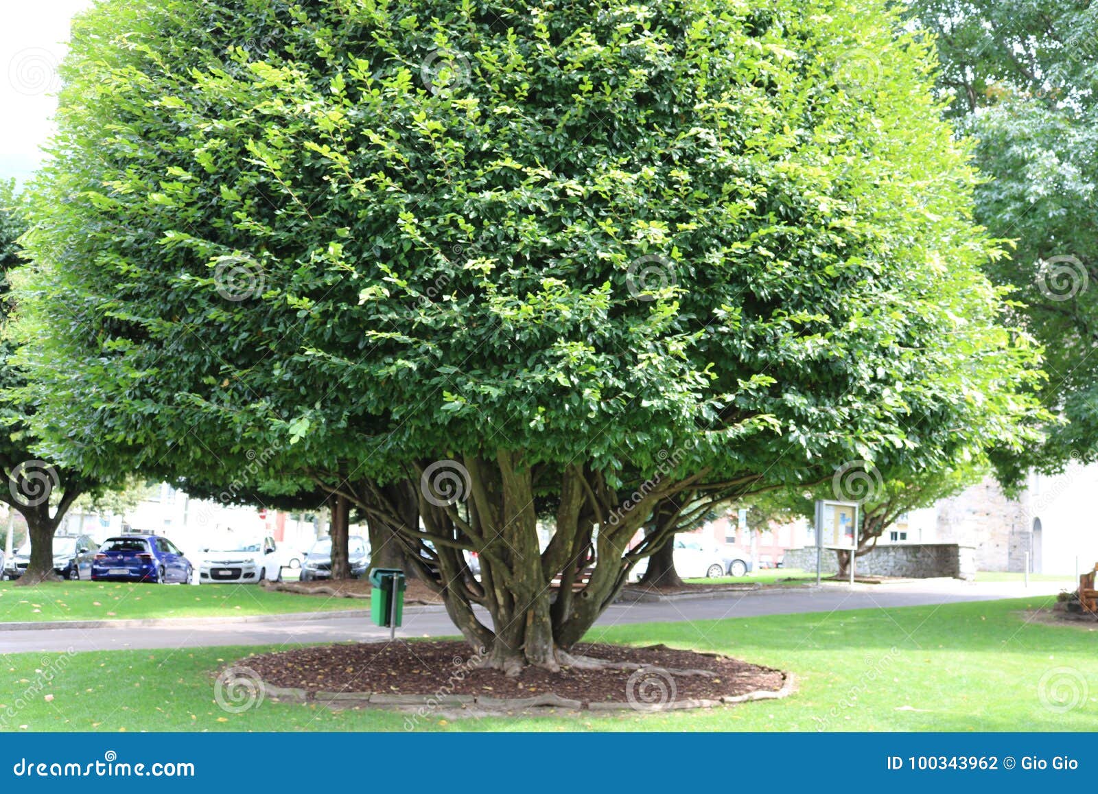 Big tree in a garden stock photo. Image of park, natural - 100343962