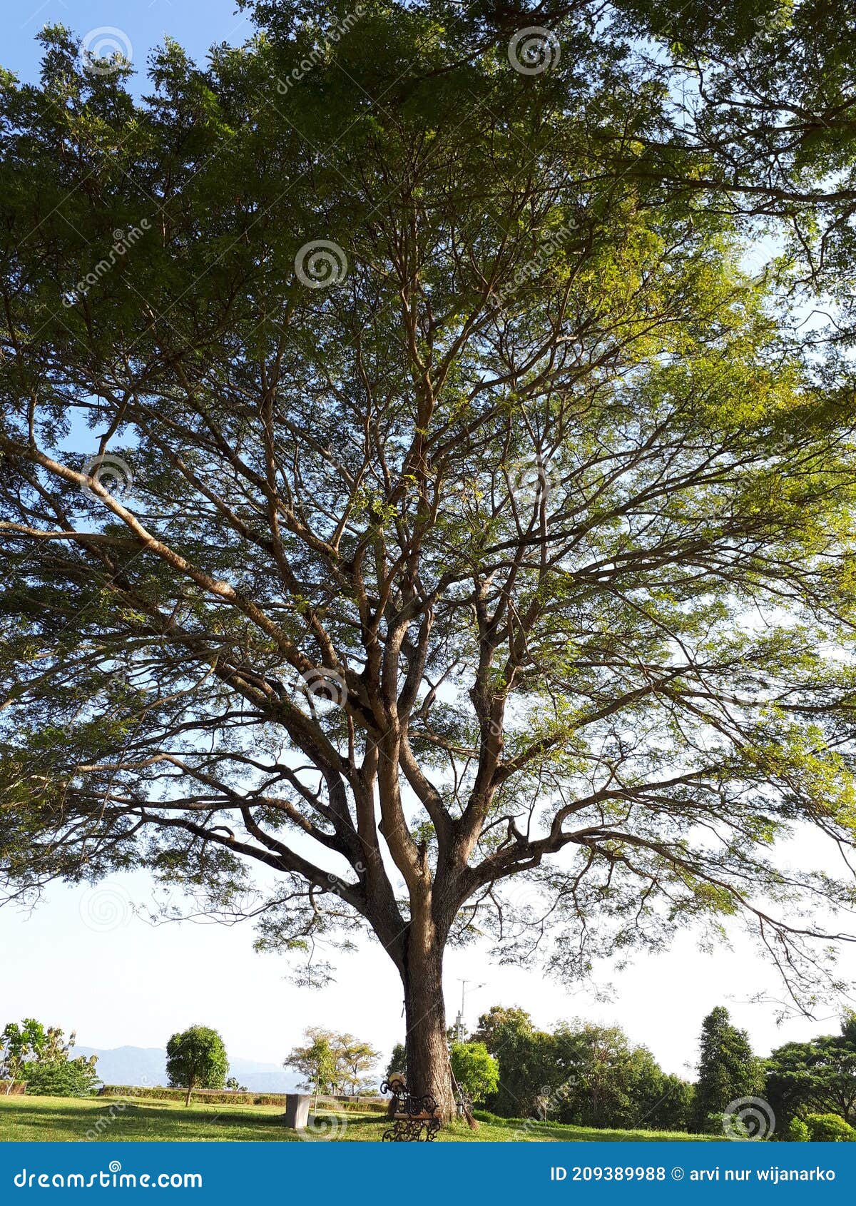 A big tree at the garden stock photo. Image of produce - 209389988