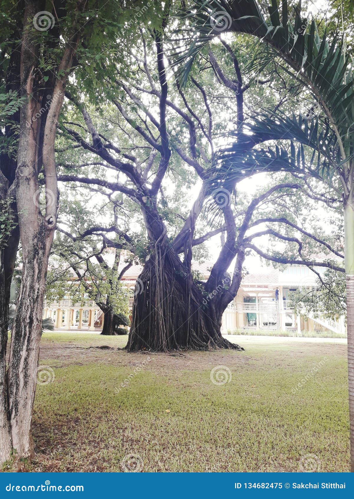Big tree in the garden stock image. Image of garden - 134682475
