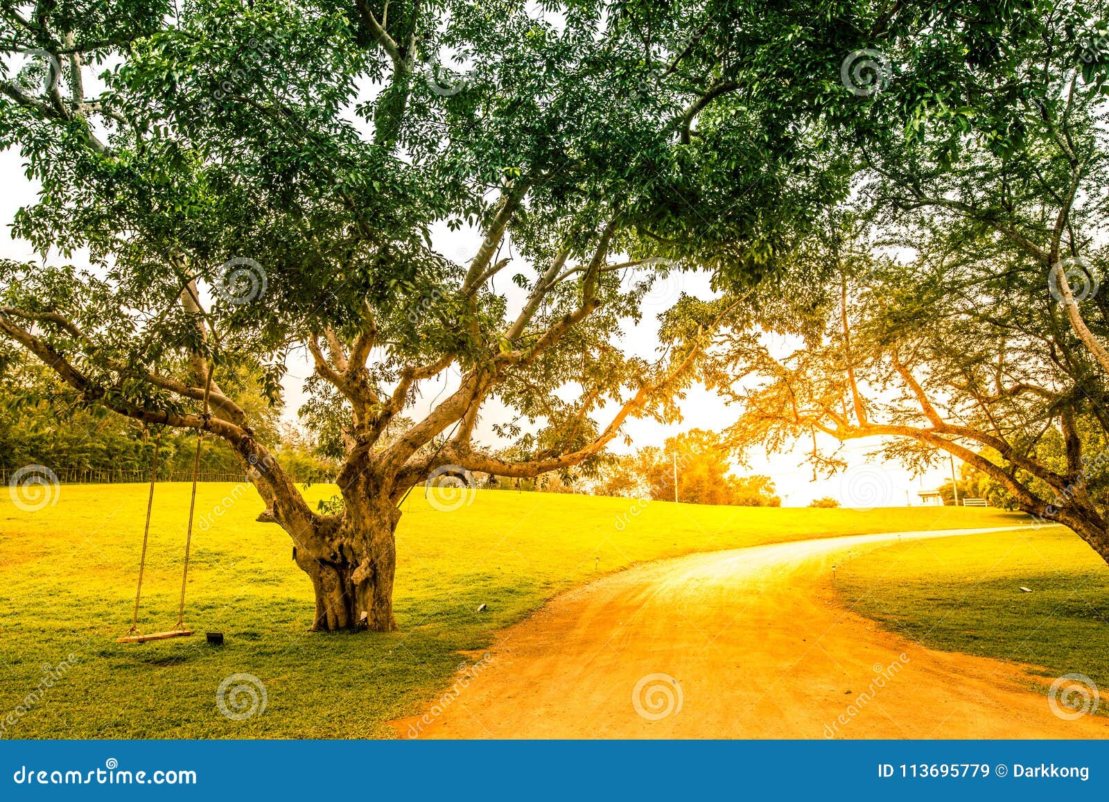 Big tree in garden stock image. Image of green, nature - 113695779