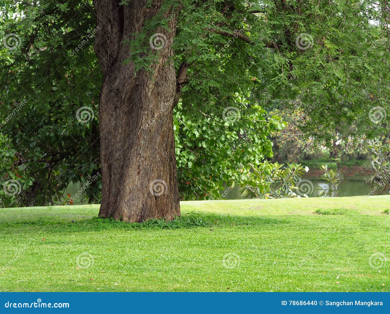 The big tree in garden. stock photo. Image of plant, view - 78686440