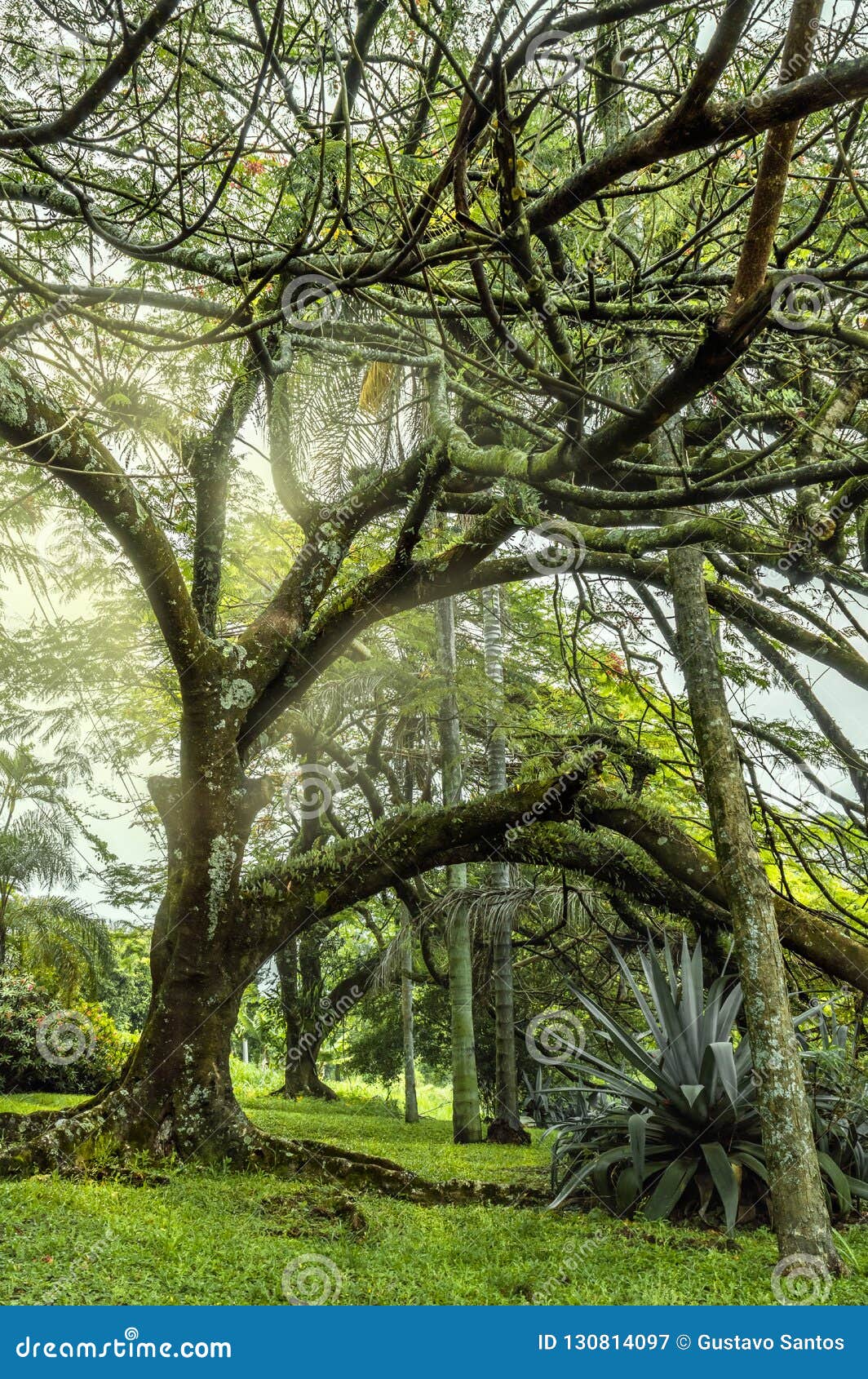 Big tree in a garden stock image. Image of ecology, environment - 130814097