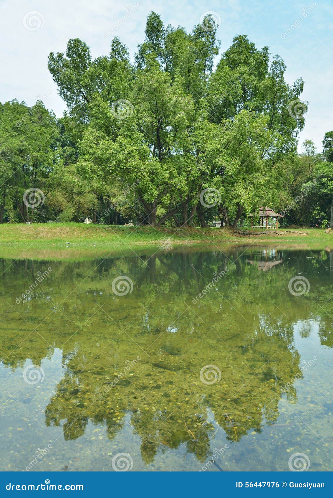 A big tree in the garden stock photo. Image of buildings - 56447976
