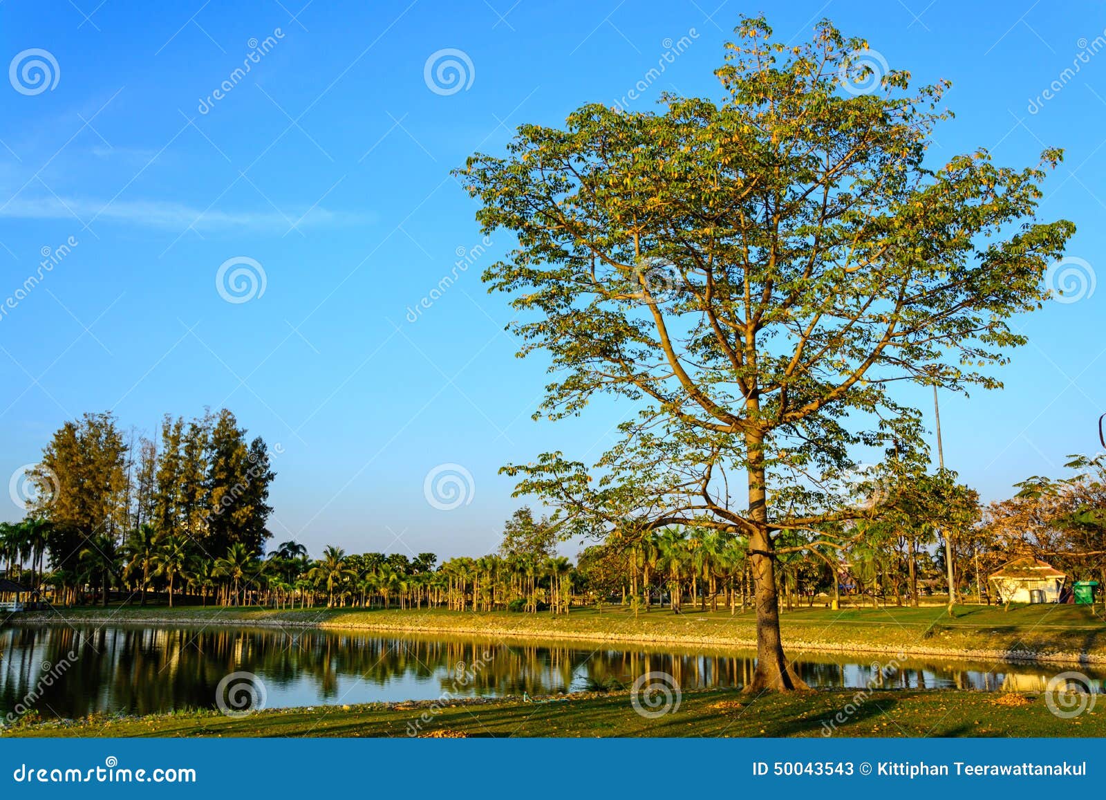 Big tree in the garden stock image. Image of botanical - 50043543