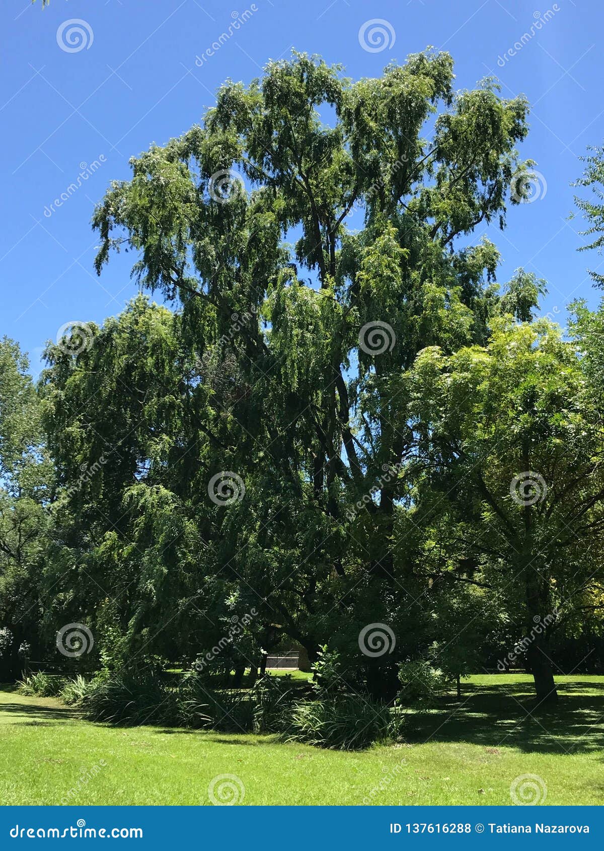 Big tree in the garden stock photo. Image of huge, parkland - 137616288
