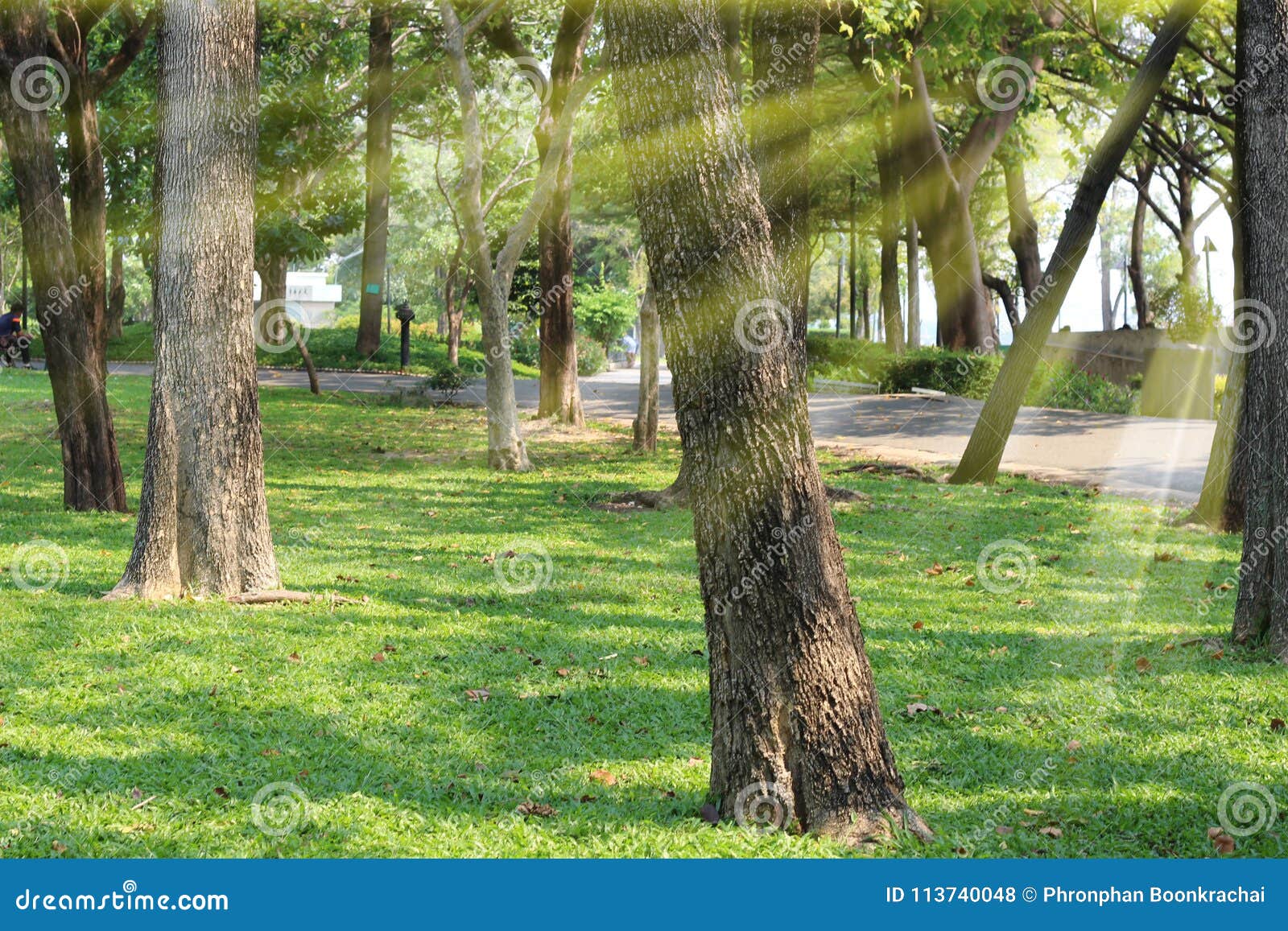 Big tree in the garden stock photo. Image of bright - 113740048