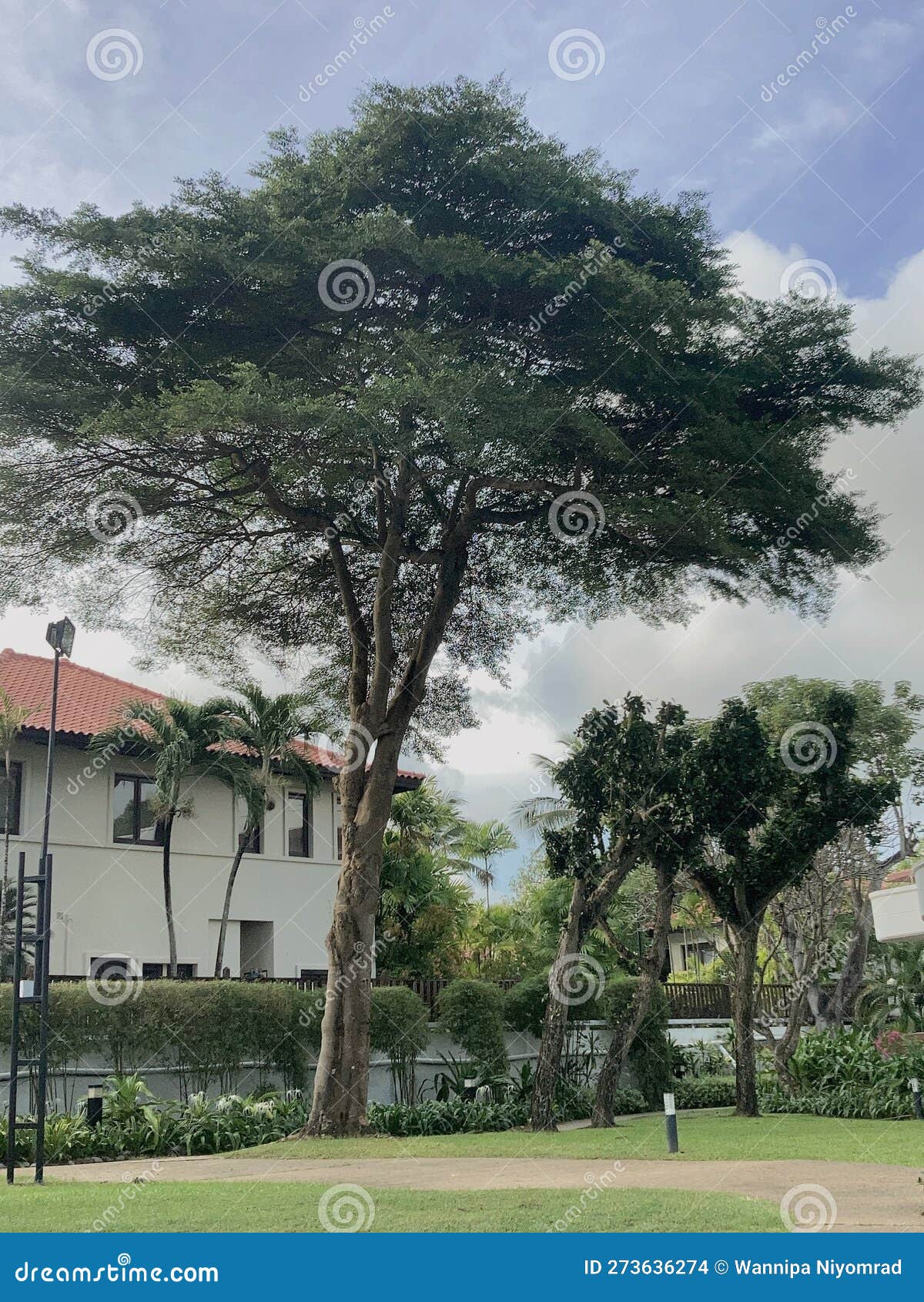Big tree in garden. stock photo. Image of nature, bigt - 273636274