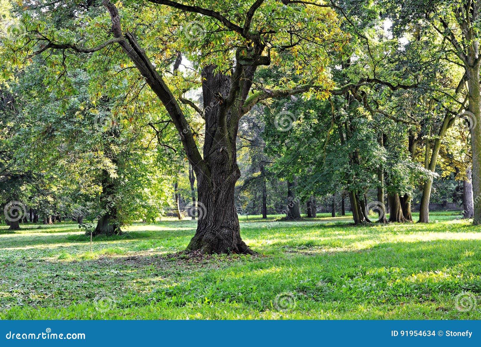 Big tree in the garden stock photo. Image of hill, grass - 91954634