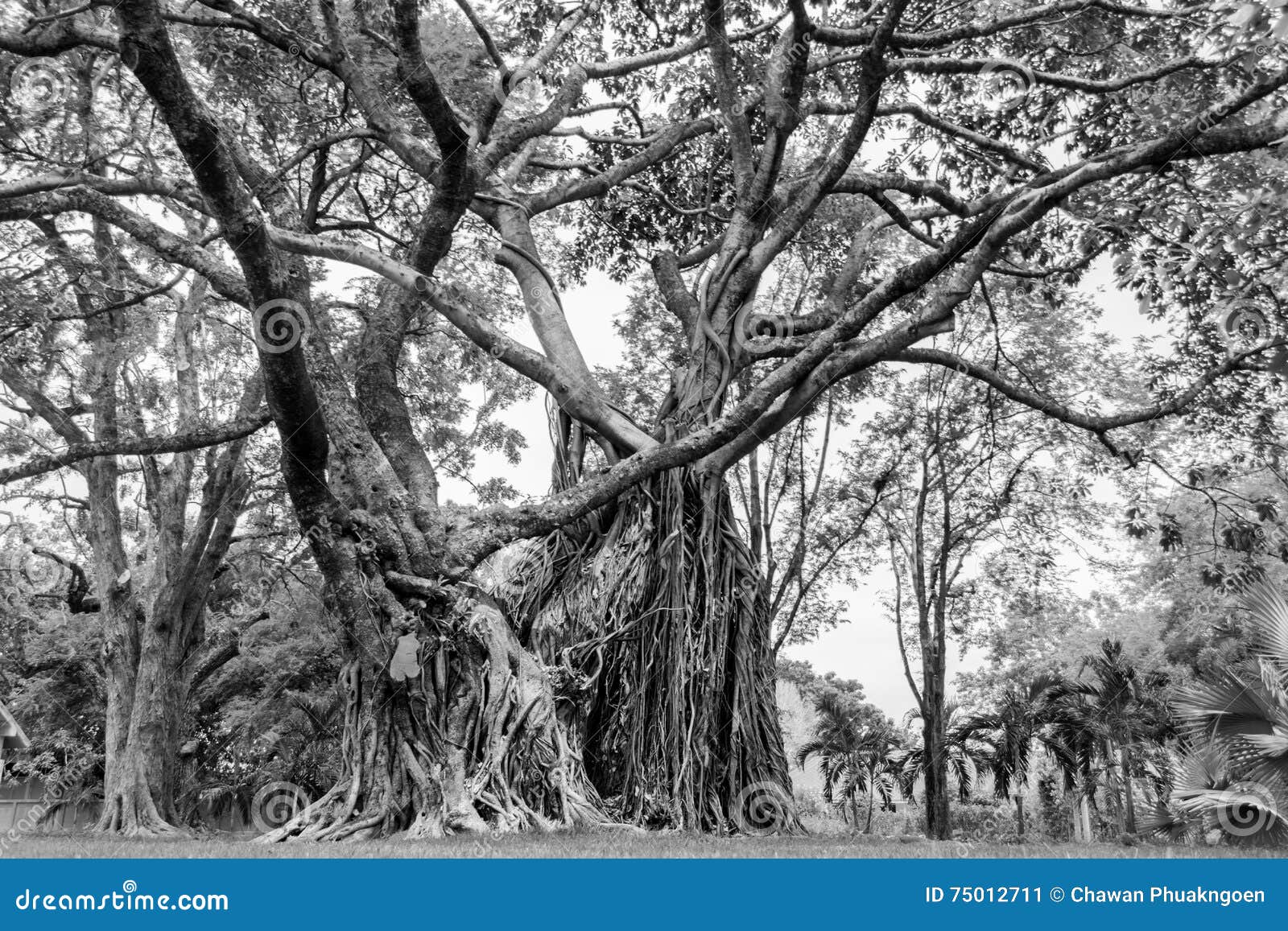 The big tree in garden stock image. Image of view, twiggy - 75012711