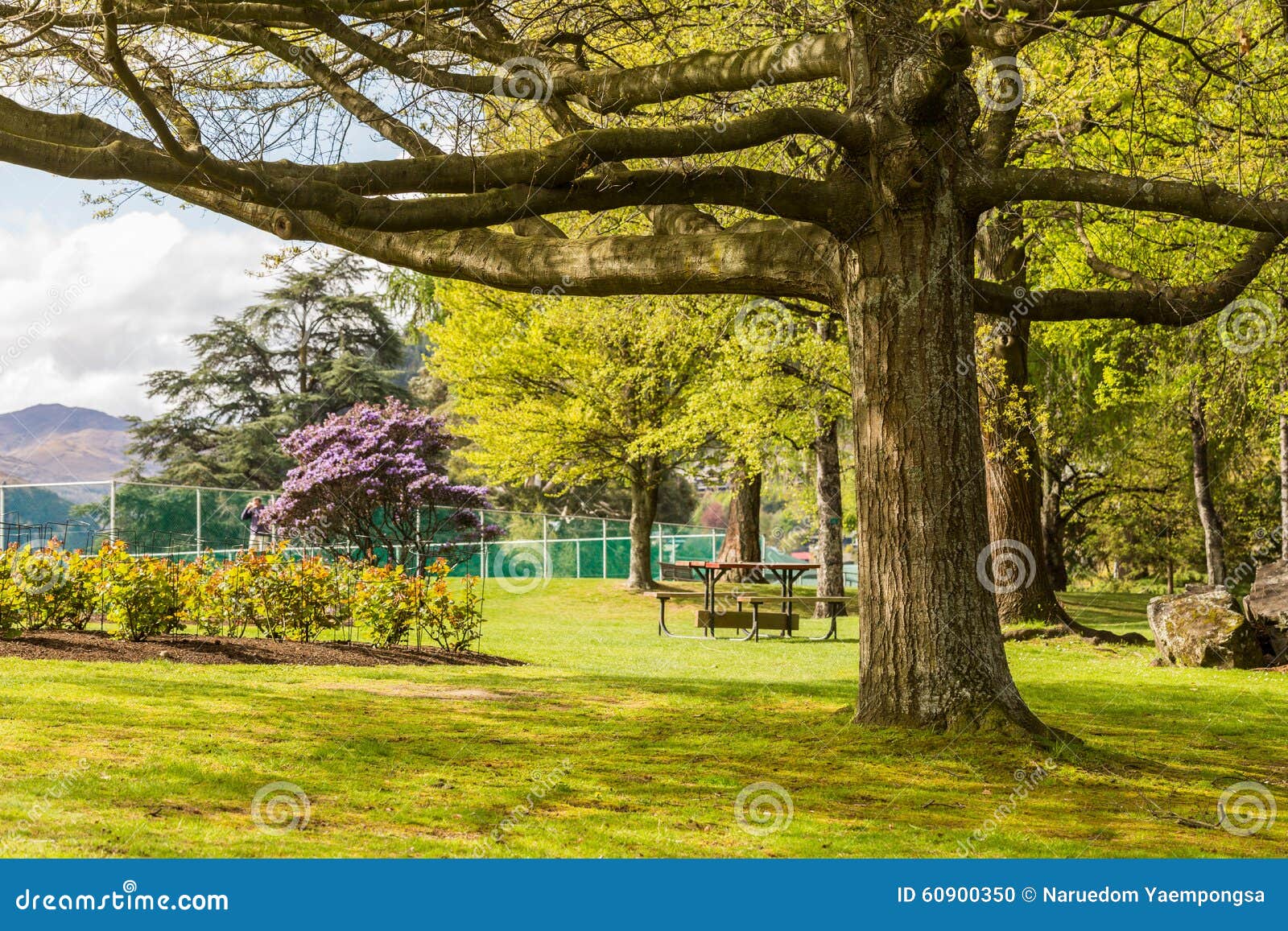 Big tree in garden stock photo. Image of picnic, landscape - 60900350