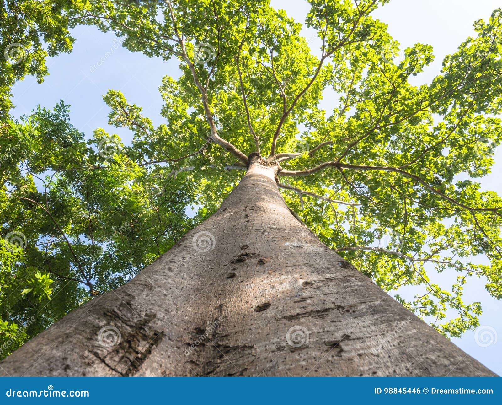 The Big Tree in the Garden. Stock Photo - Image of spring, field: 98845446
