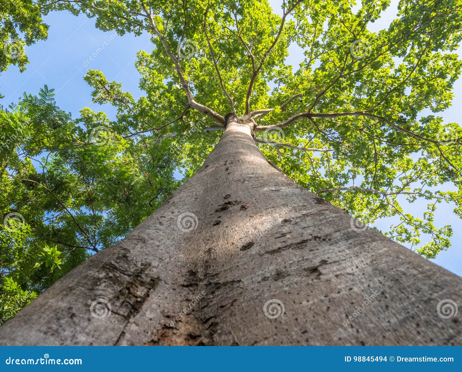The Big Tree in the Garden. Stock Photo - Image of green, rice: 98845494